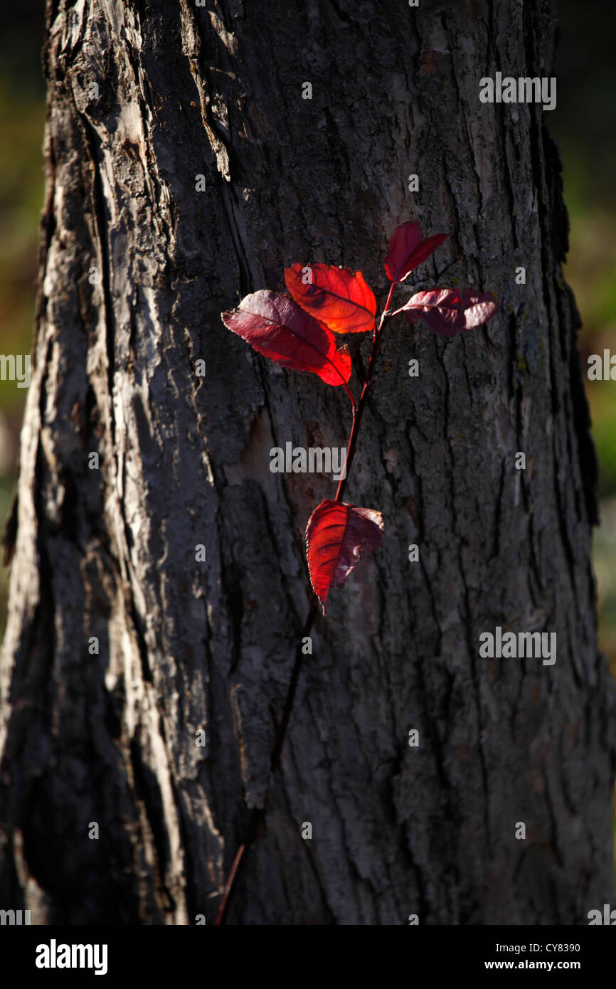 Side of tree hi-res stock photography and images - Alamy