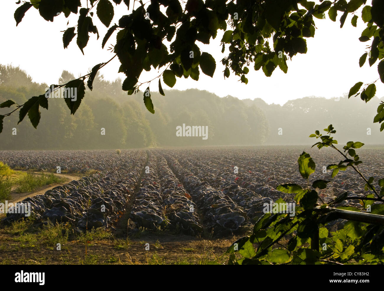 On a foggy fall day hi-res stock photography and images - Alamy