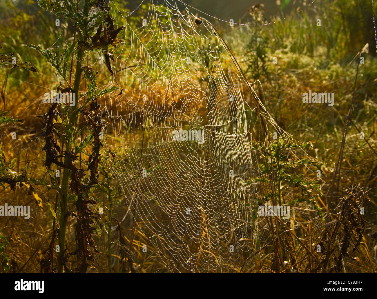 Spider web with fall foliage in the background Stock Photo - Alamy