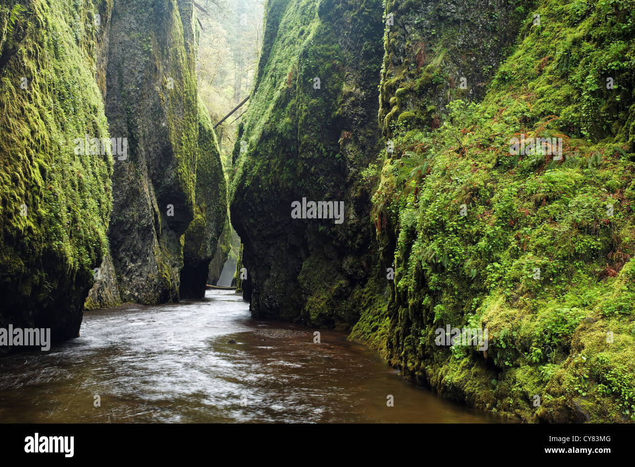 Oneonta Creek flowing through Oneonta Gorge, Columbia River Gorge ...