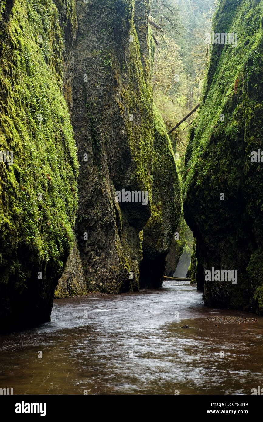 Oneonta Creek flowing through Oneonta Gorge, Columbia River Gorge ...