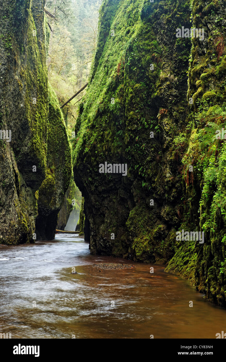 Oneonta Creek flowing through Oneonta Gorge, Columbia River Gorge ...