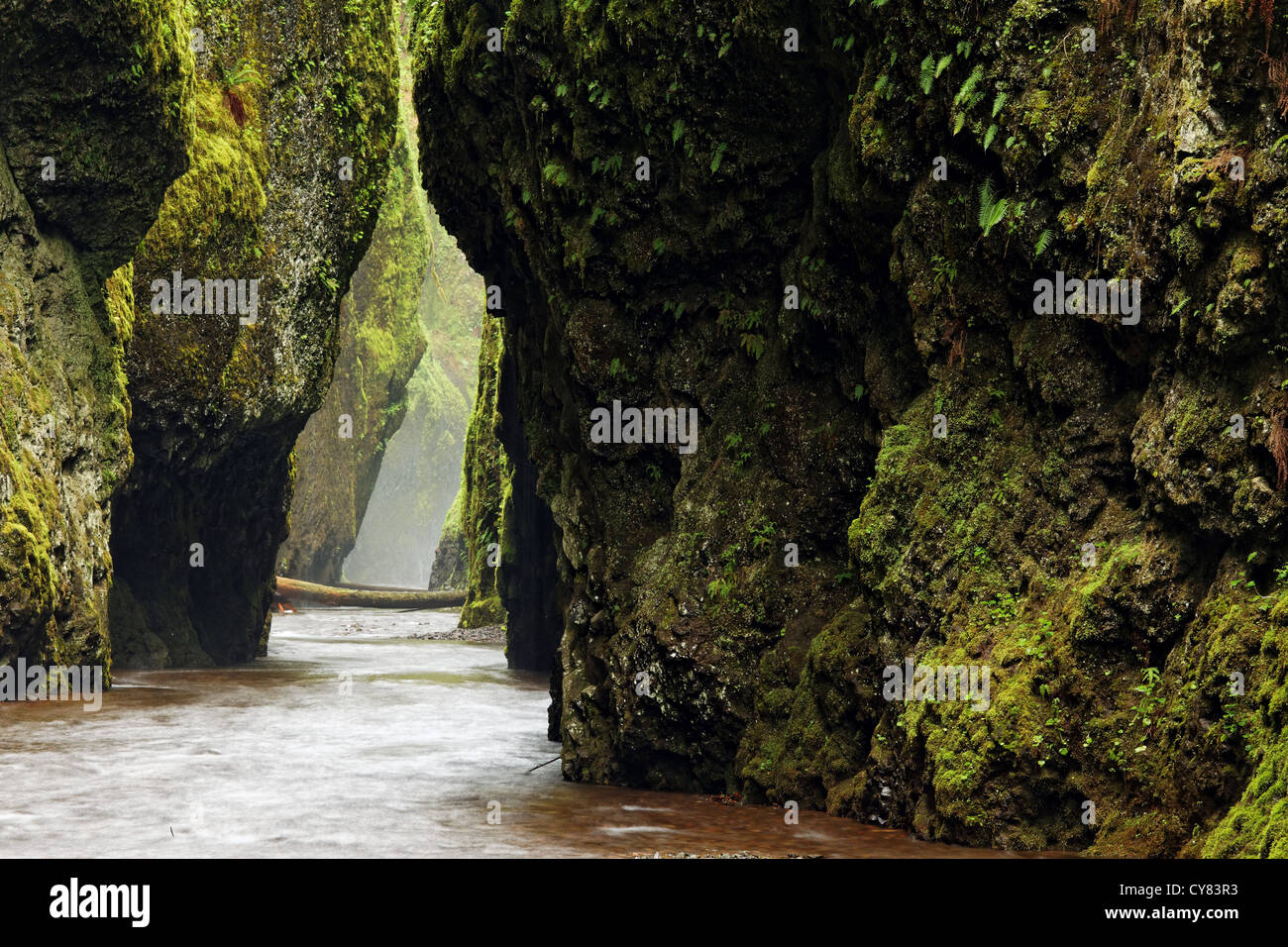 Oneonta Creek flowing through Oneonta Gorge, Columbia River Gorge ...