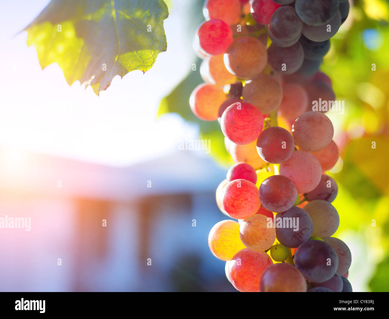 California grape hi-res stock photography and images - Alamy