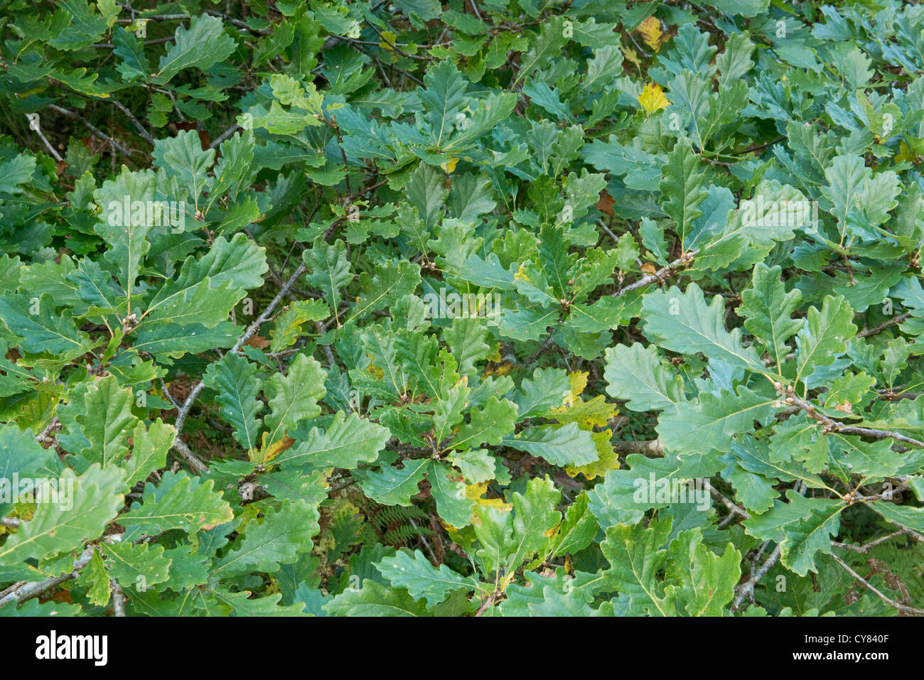 Tayvallich hi-res stock photography and images - Alamy