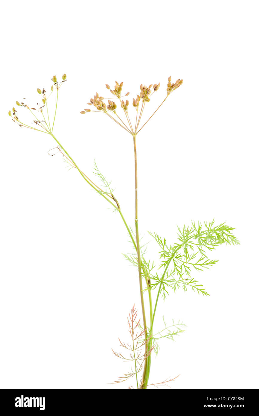 Cumin plant hi-res stock photography and images - Alamy