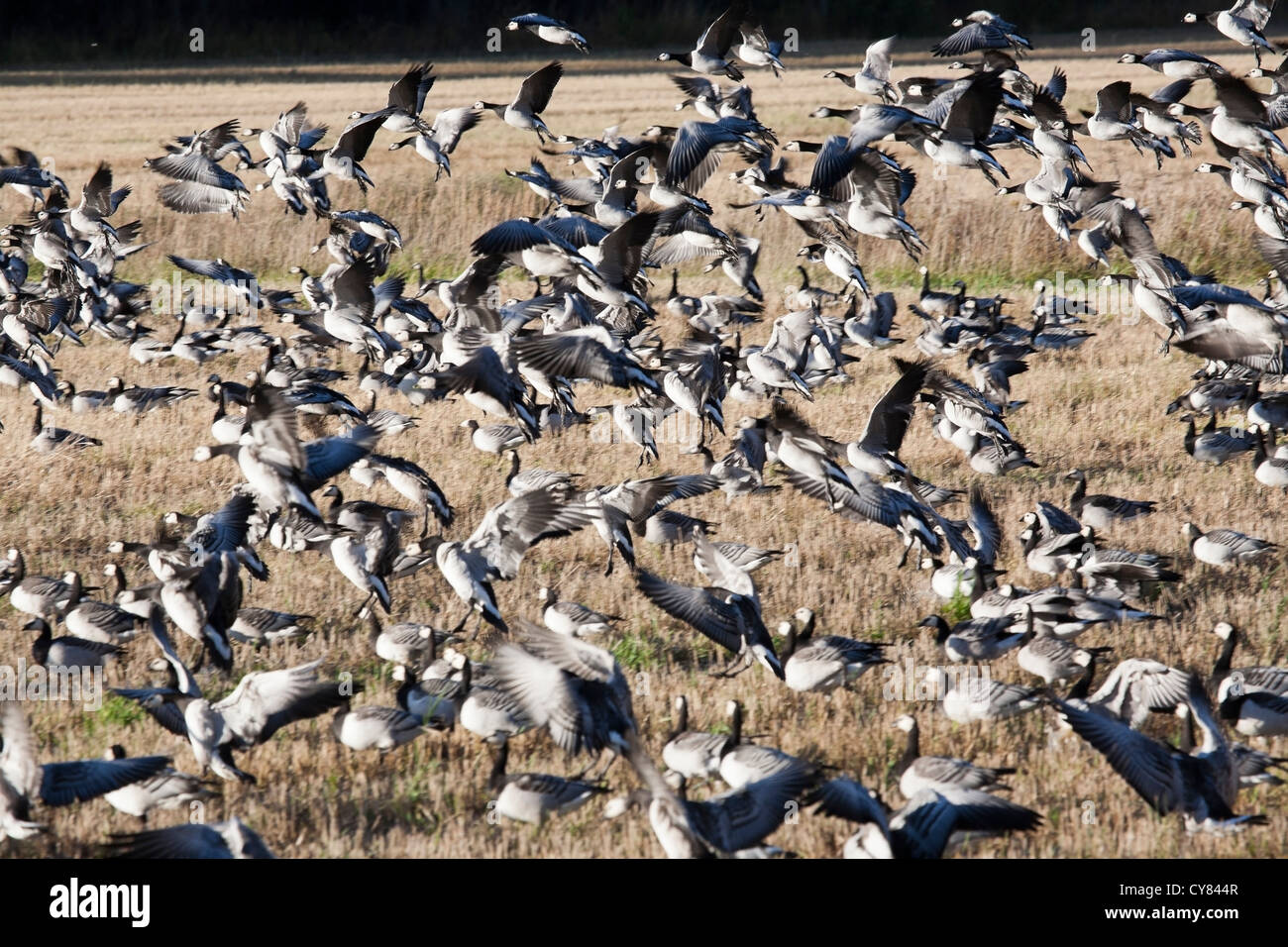 Branta leucopsis, Barnacle geese migration flock, Finland Stock Photo ...