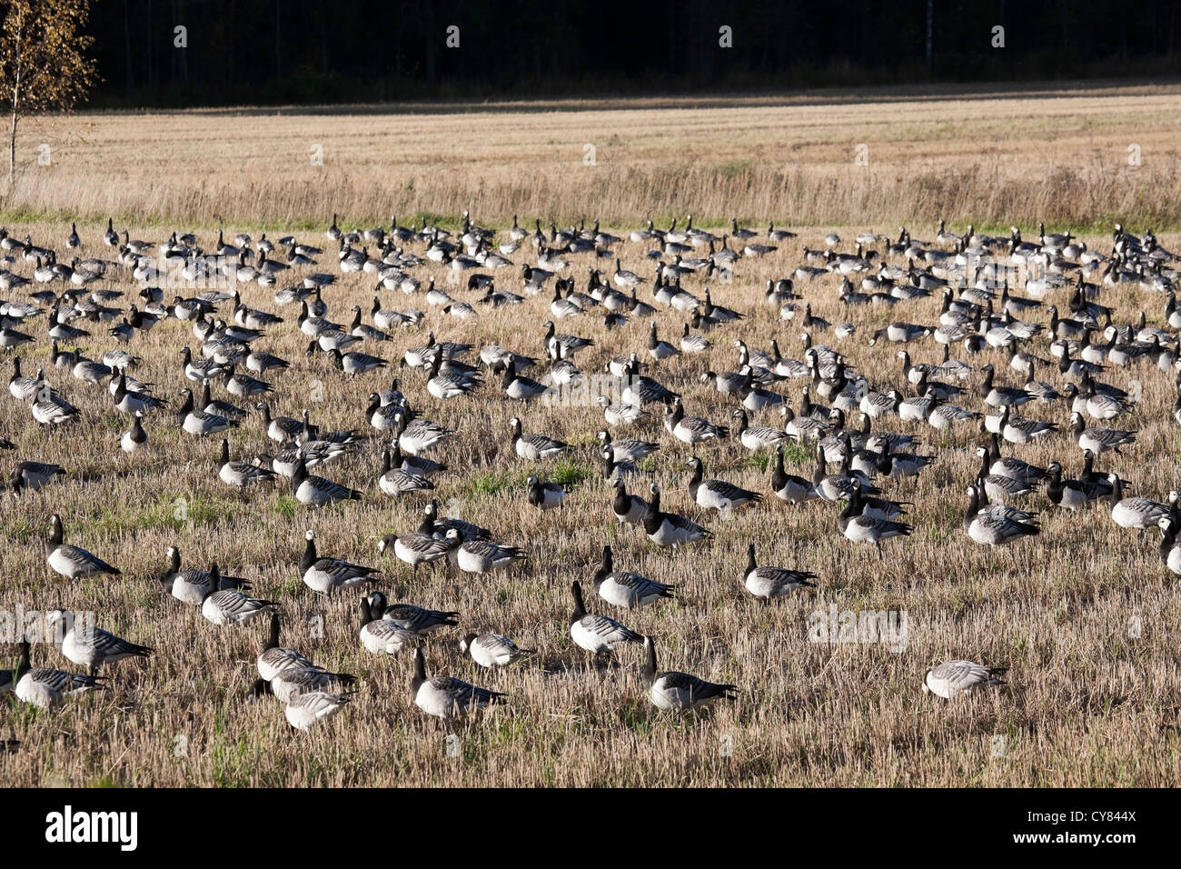 Branta leucopsis, Barnacle geese migration flock, Finland Stock Photo ...