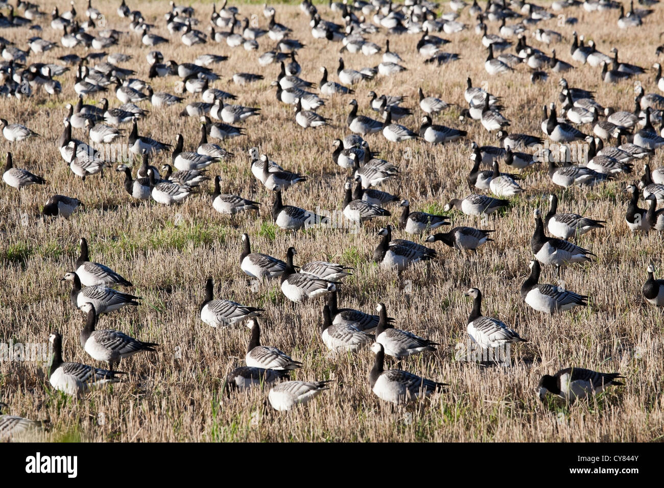 Branta leucopsis, Barnacle geese migration flock, Finland Stock Photo ...
