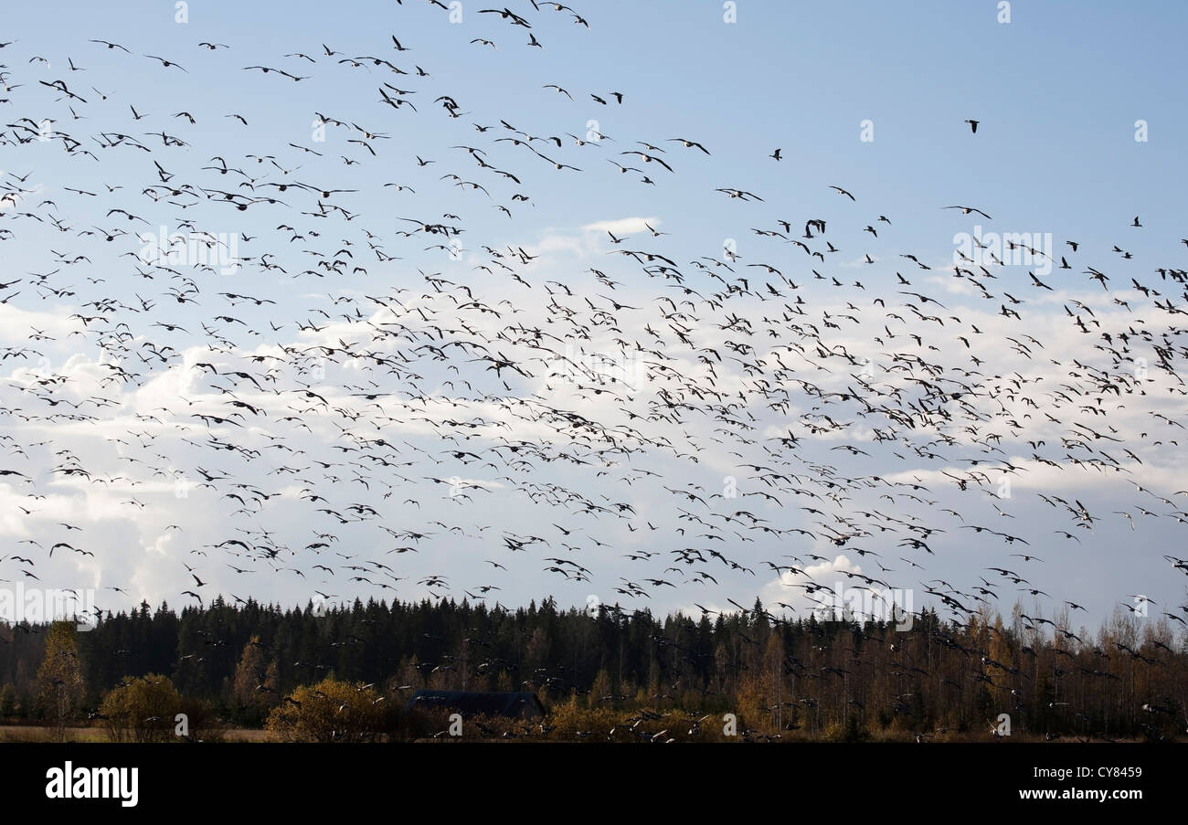 Branta leucopsis, Barnacle geese migration flock, Finland Stock Photo ...