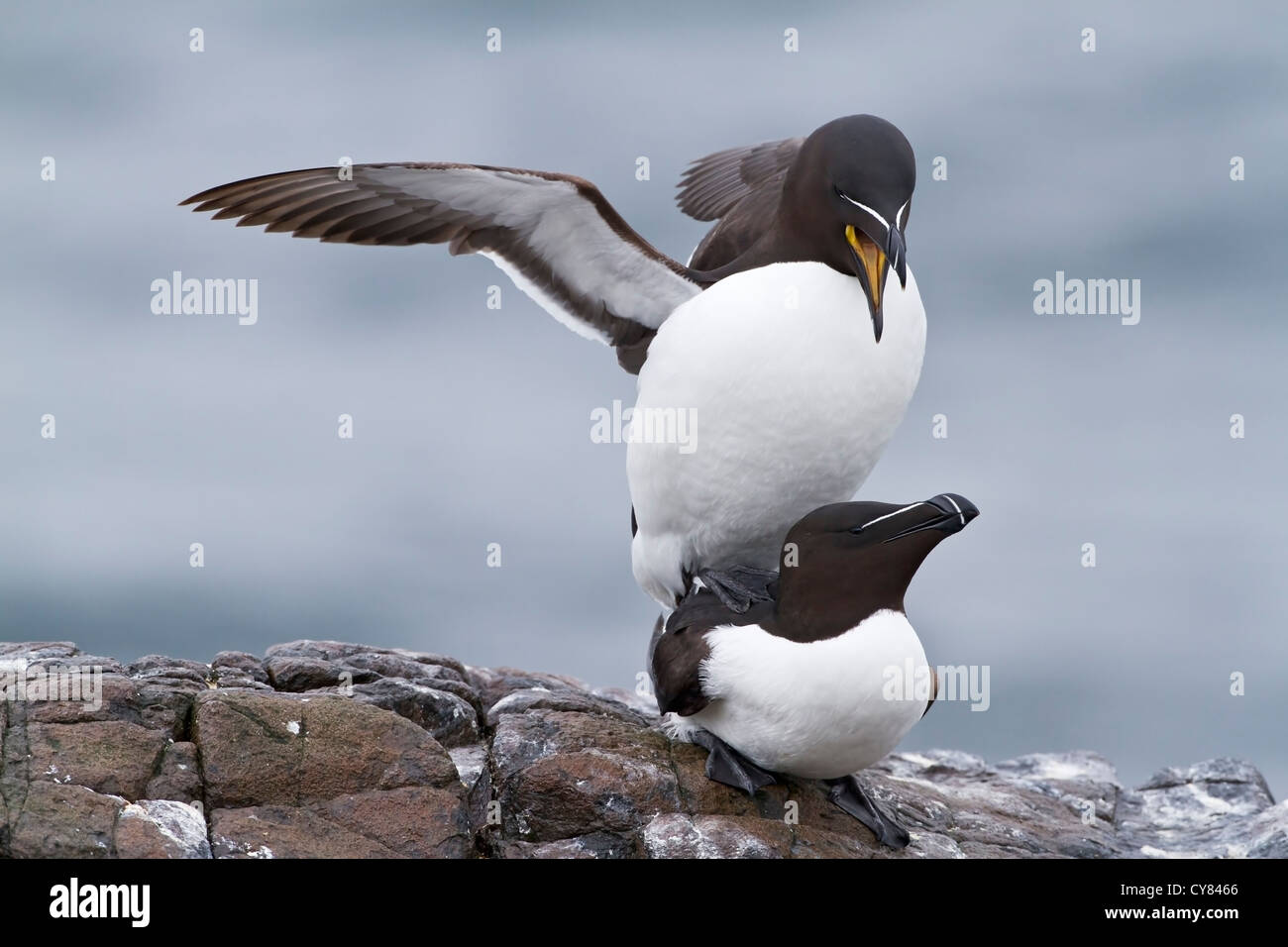 razorbill (Alca torda) pair of birds mating, standing on rocks, Farne ...