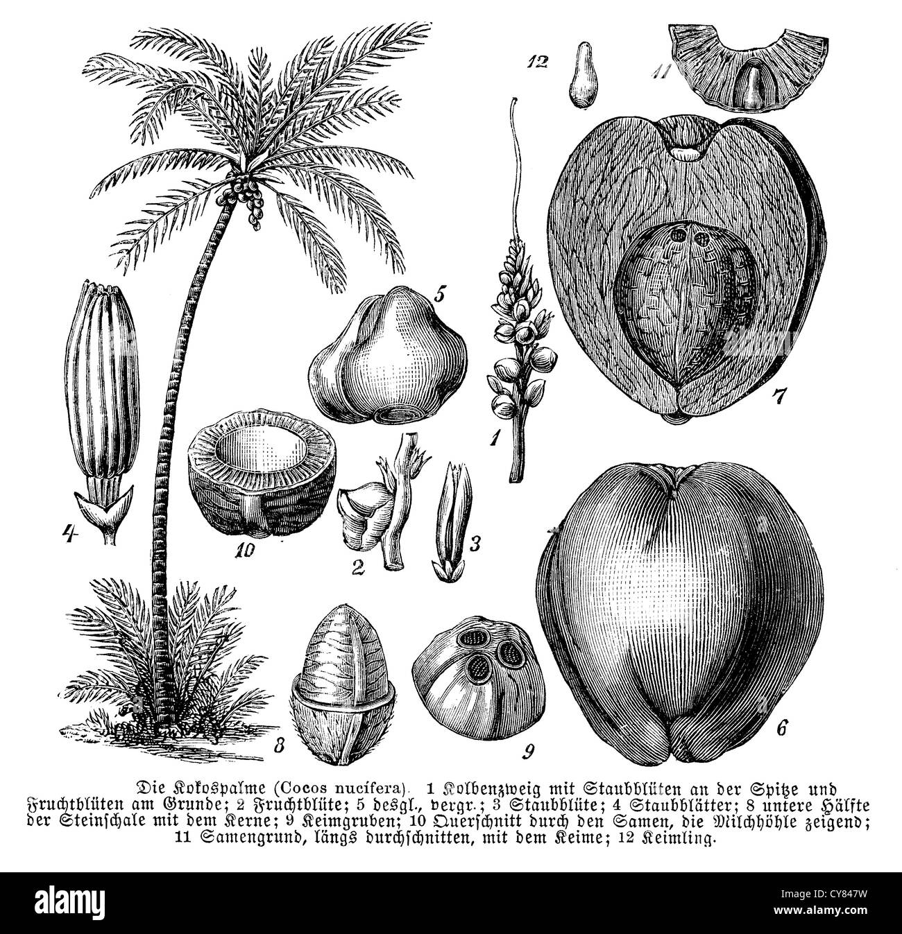 Palm tree flowers fruit Cut Out Stock Images & Pictures - Alamy