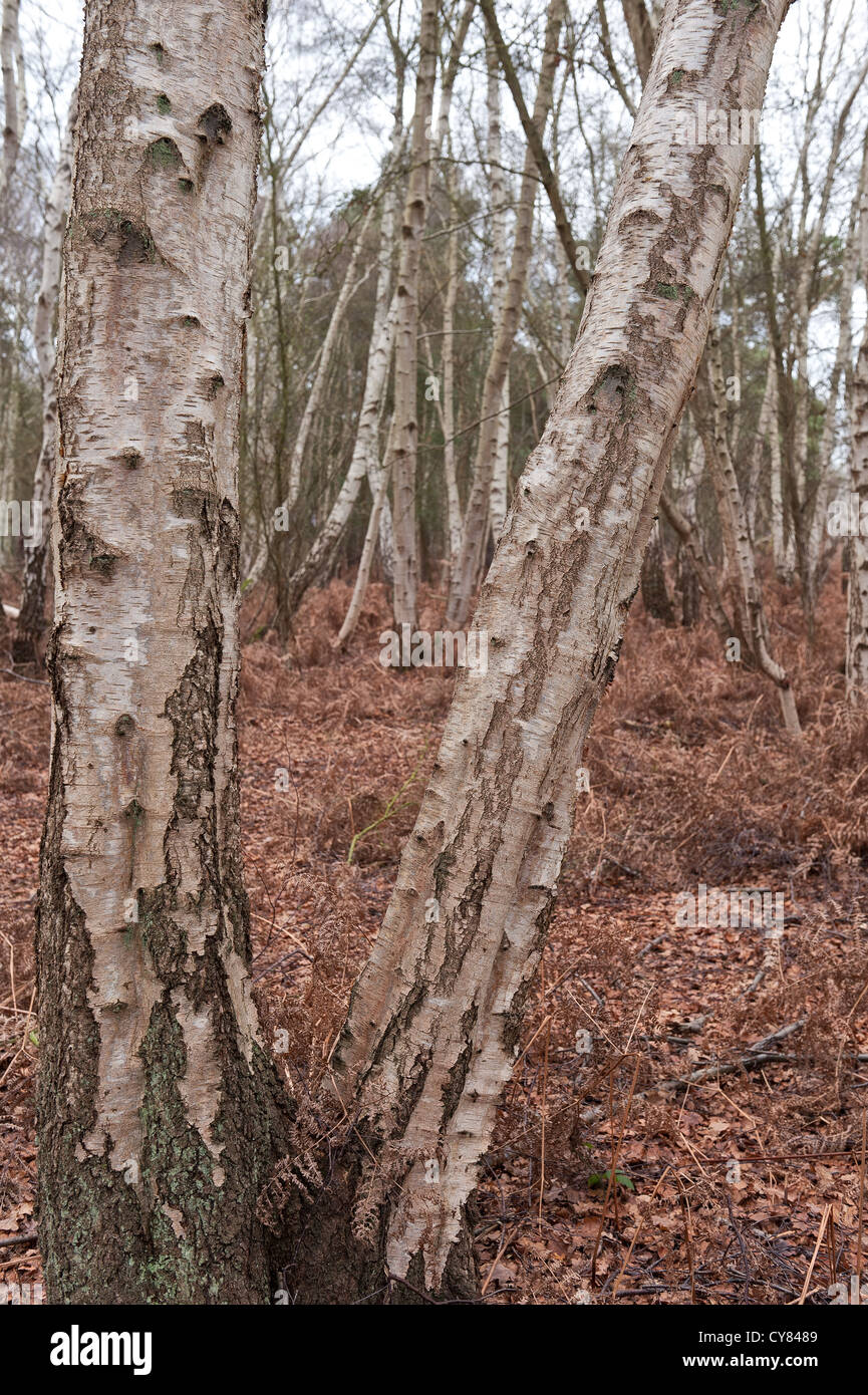 Succession of silver birch trees in densely populated woodland on peat ...