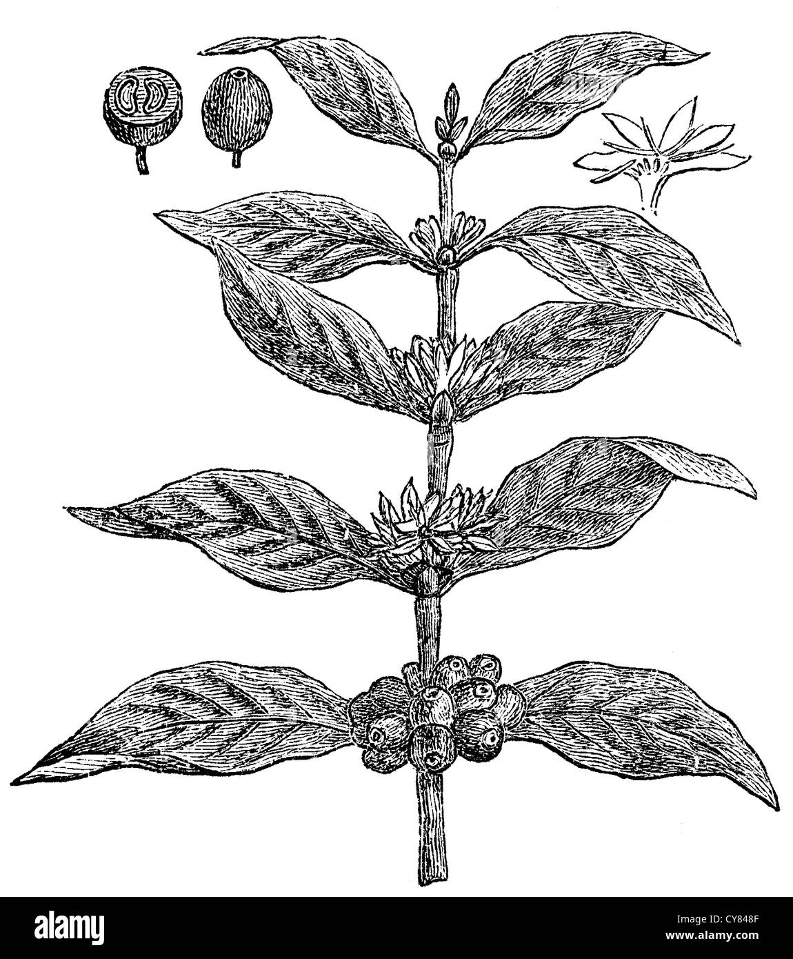 Tree woodcut engraving Cut Out Stock Images & Pictures - Alamy