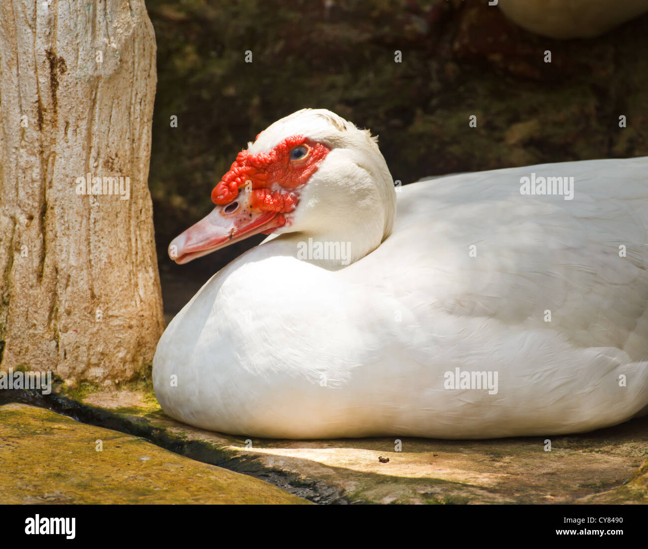 Muscovy duck with white Stock Photo - Alamy