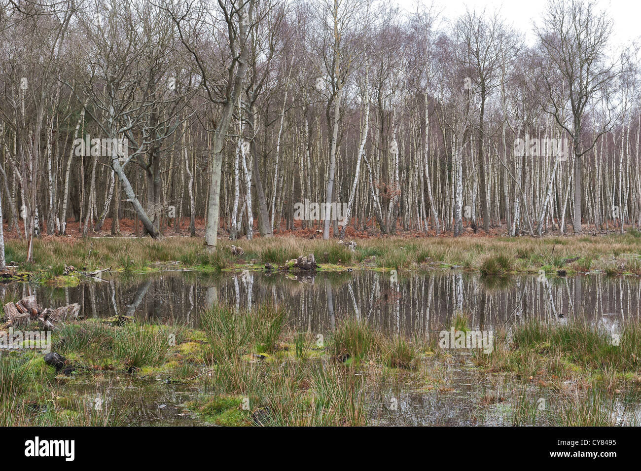 Succession of silver birch trees in densely populated woodland on peat ...