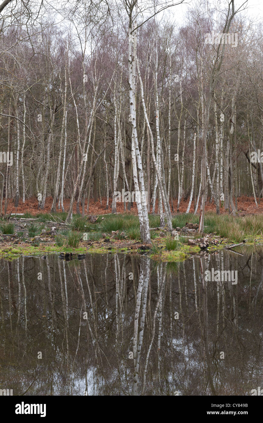 Succession of silver birch trees in densely populated woodland on peat ...
