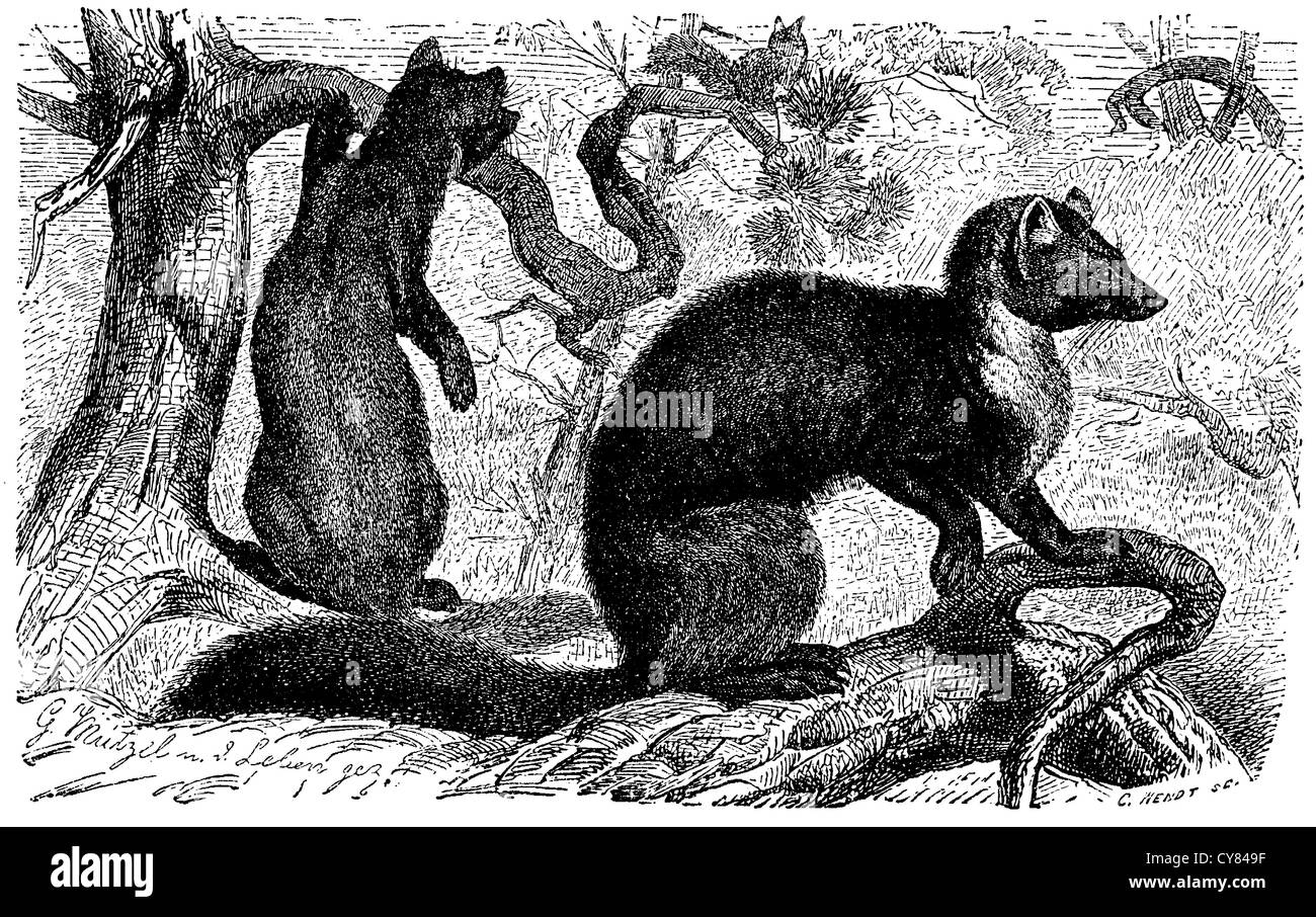 Century old pine Black and White Stock Photos & Images - Alamy