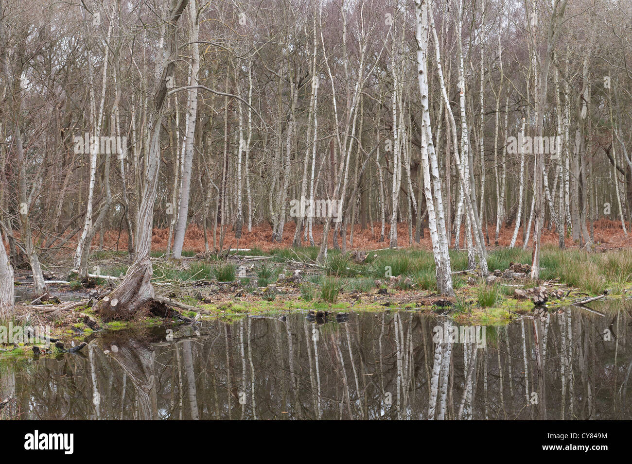 Succession of silver birch trees in densely populated woodland on peat ...
