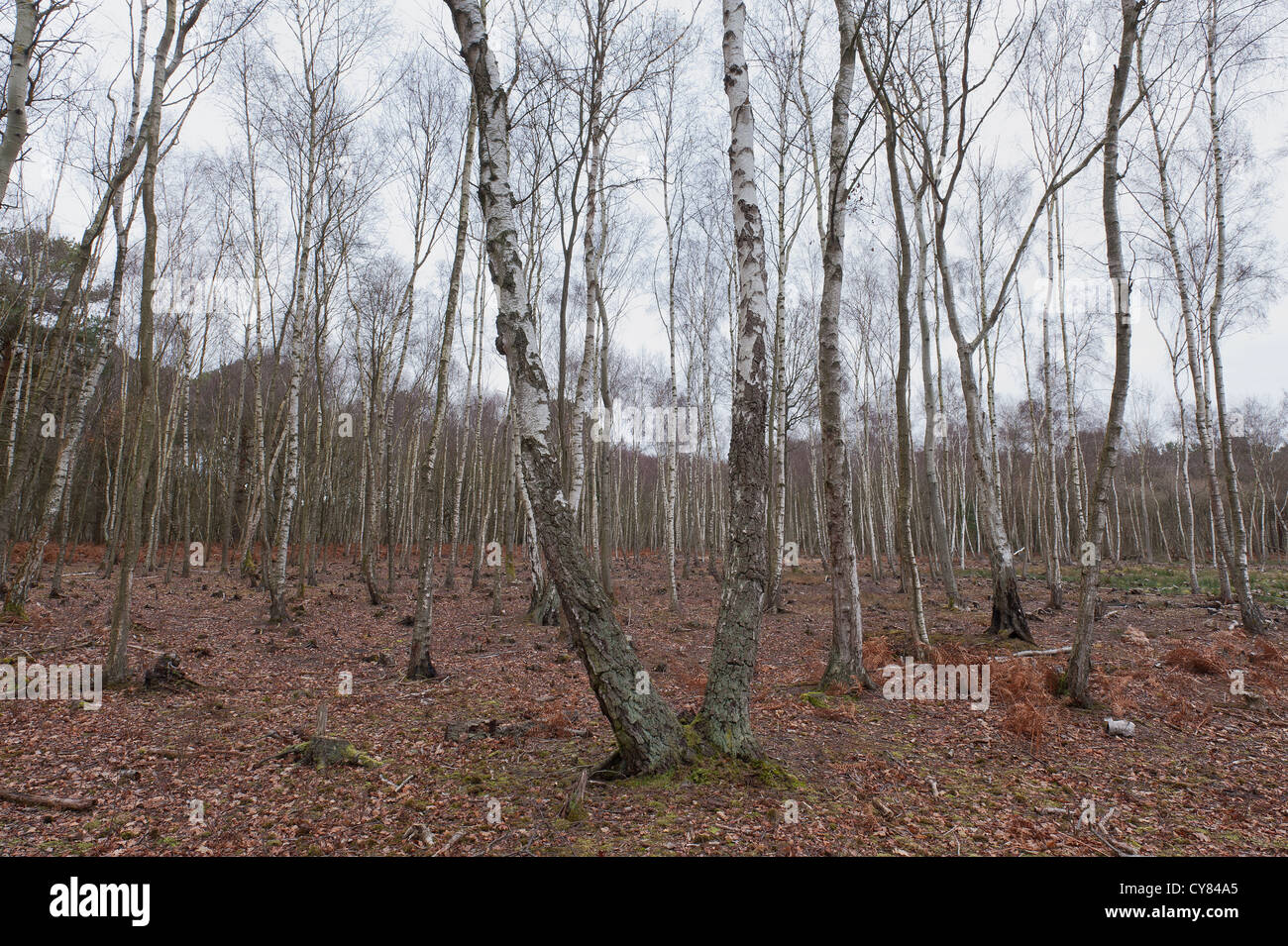 Succession of silver birch trees in densely populated woodland on peat ...