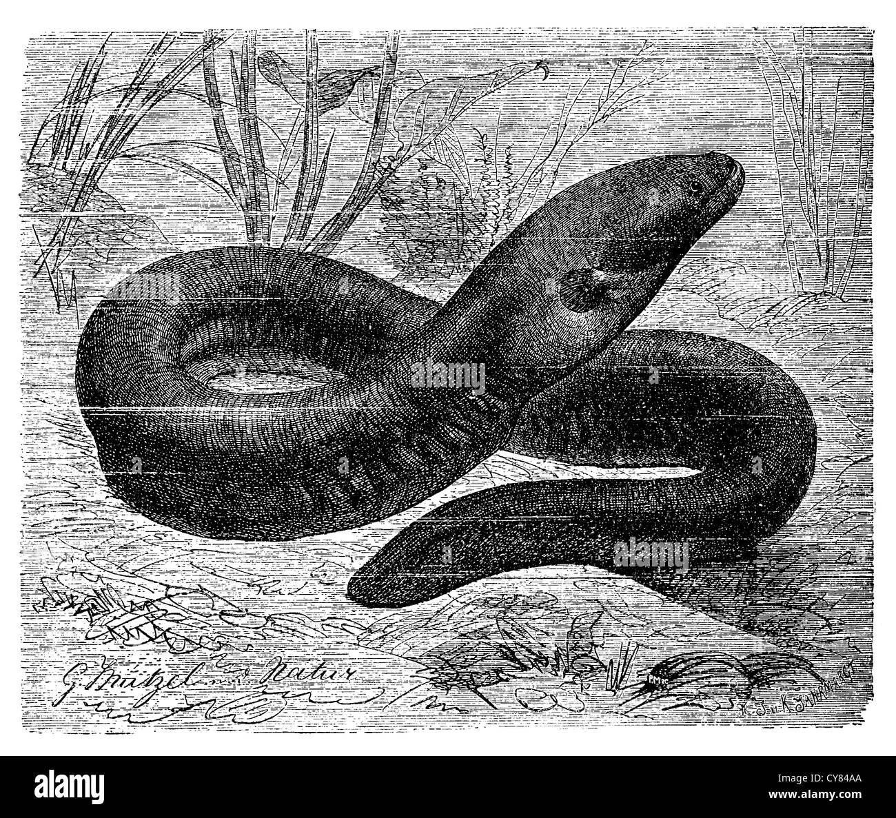 Eel drawing Cut Out Stock Images & Pictures - Alamy