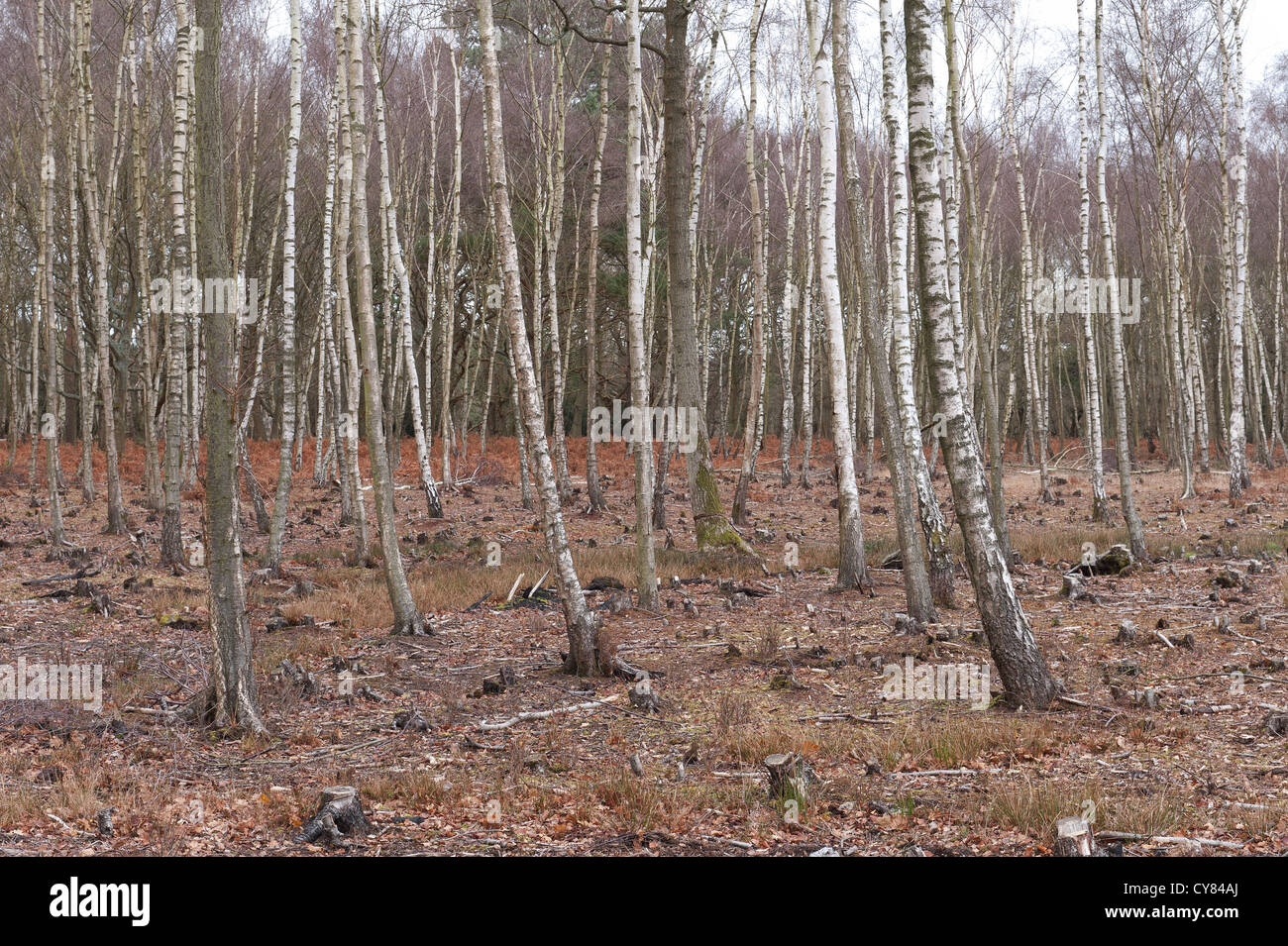 Succession of silver birch trees in densely populated woodland on peat ...