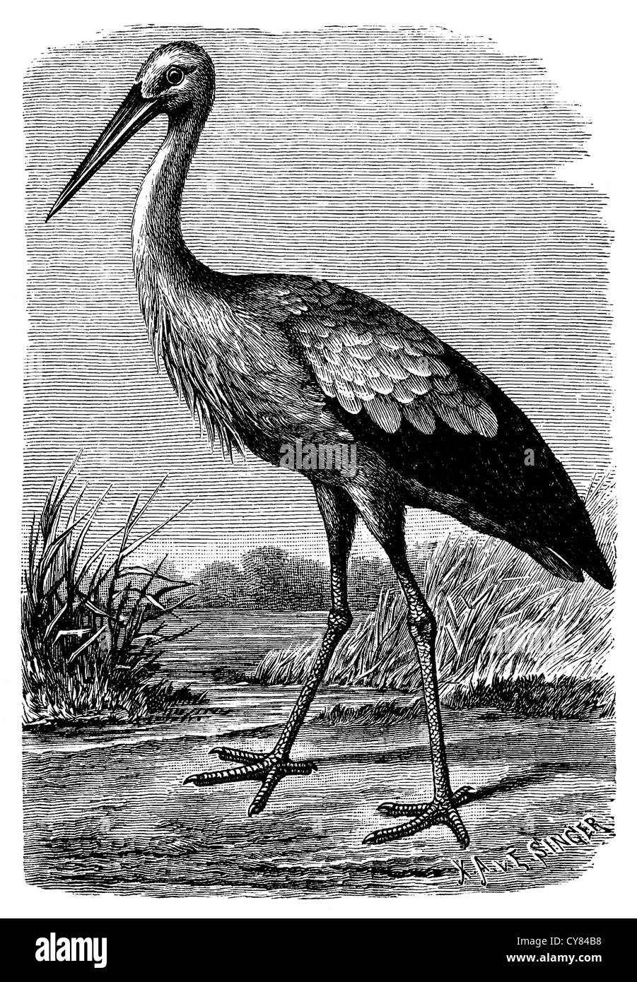 Stork drawing Black and White Stock Photos & Images - Alamy