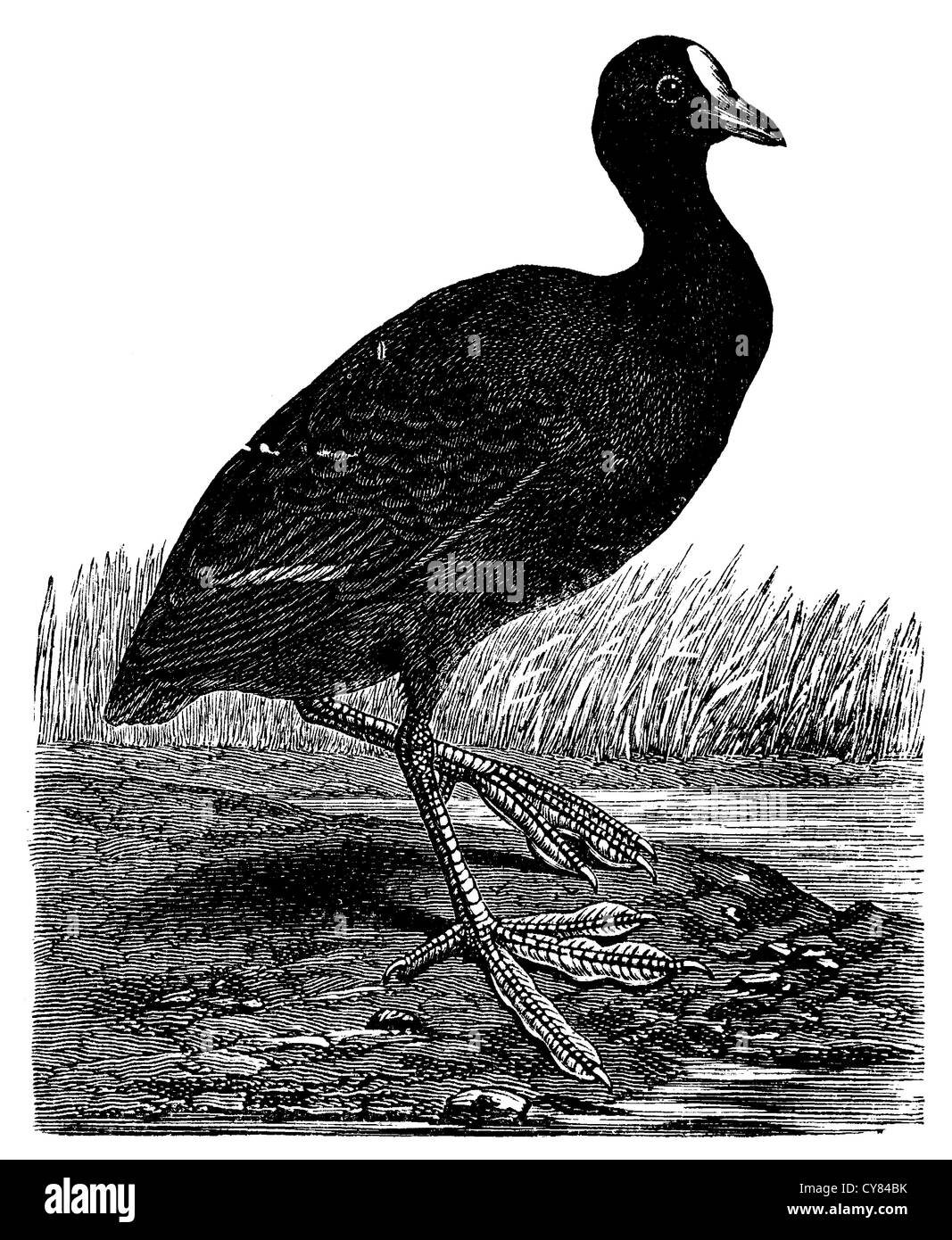 Black tier Black and White Stock Photos & Images - Alamy