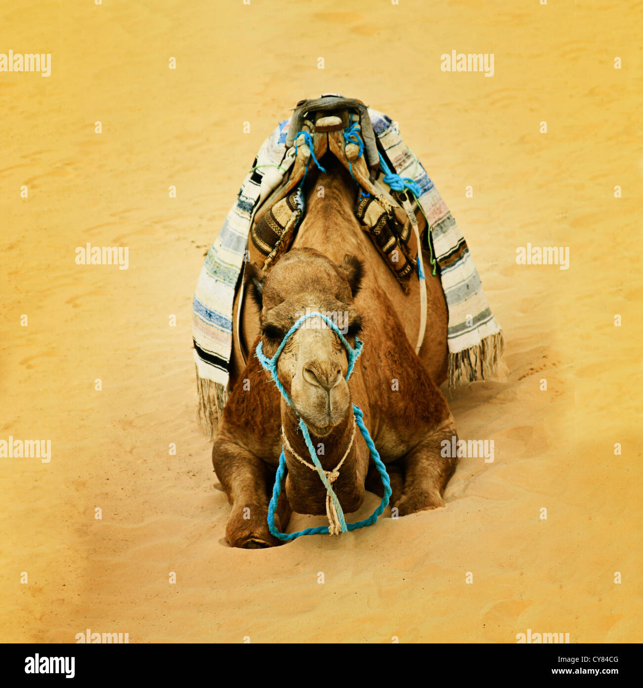 Camel resting in desert Stock Photo - Alamy