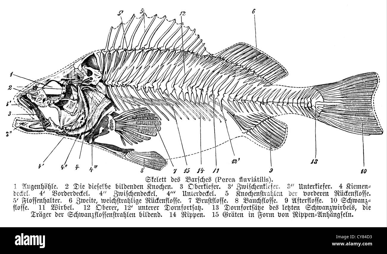 Perch skeleton hi-res stock photography and images - Alamy