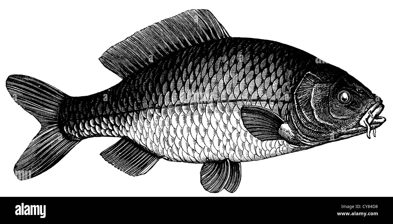 Carp drawing Black and White Stock Photos & Images - Alamy