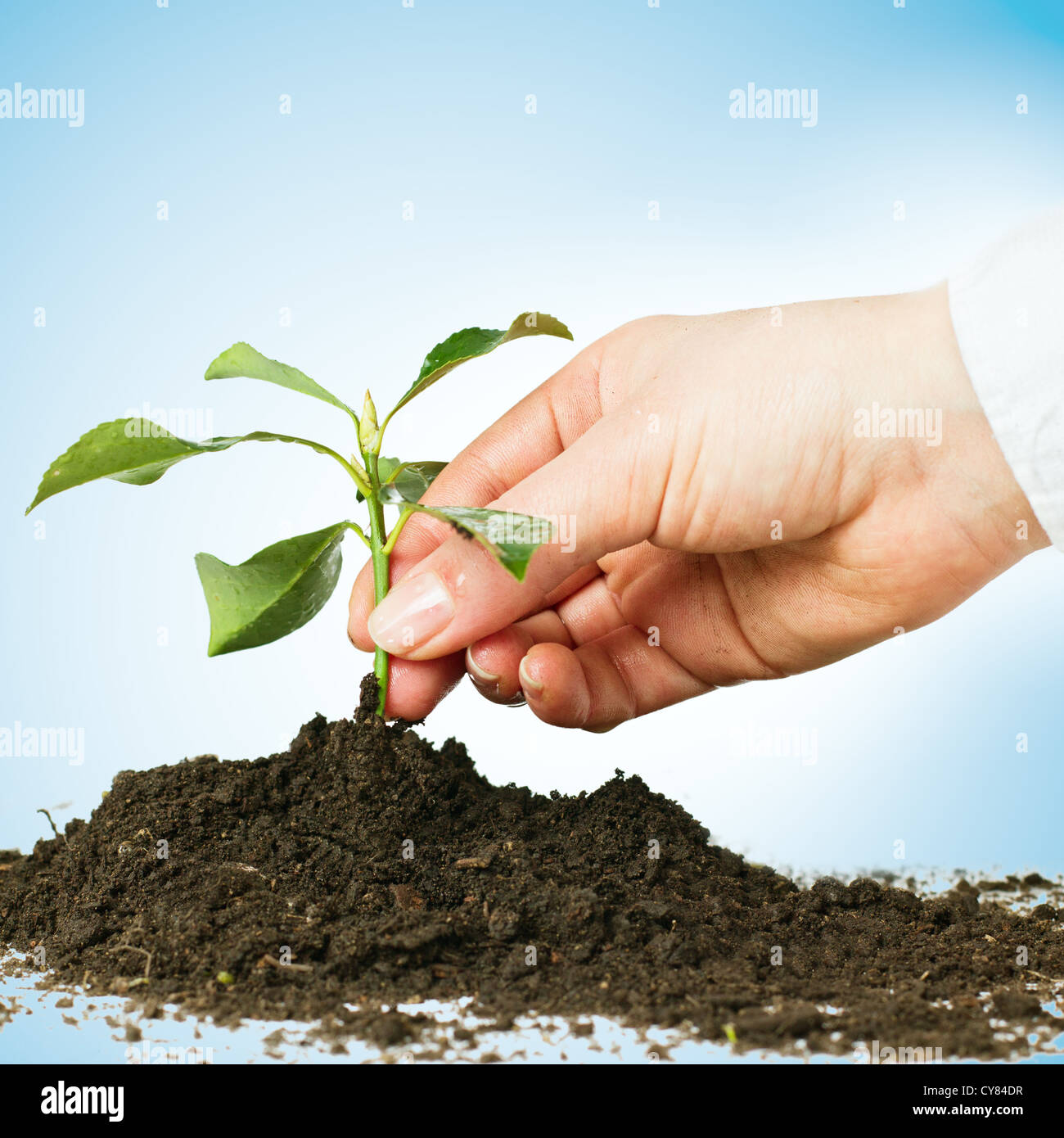 Small plant growing support by human hands Stock Photo - Alamy