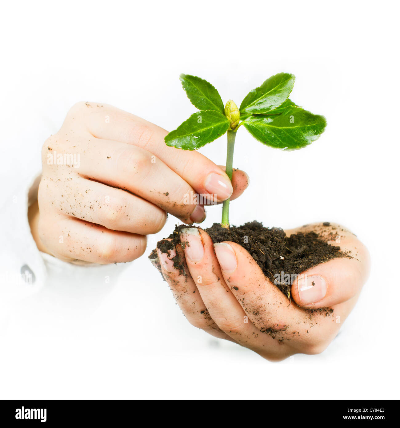 Plant support ideas hi-res stock photography and images - Alamy
