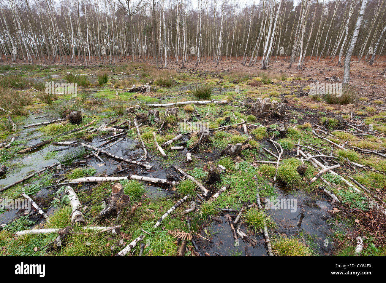 Succession of silver birch trees in densely populated woodland on peat ...