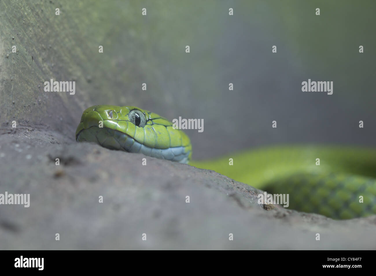 Snake profile hi-res stock photography and images - Alamy