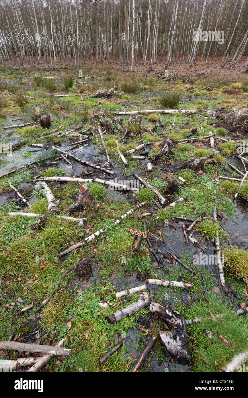 Succession of silver birch trees in densely populated woodland on peat ...