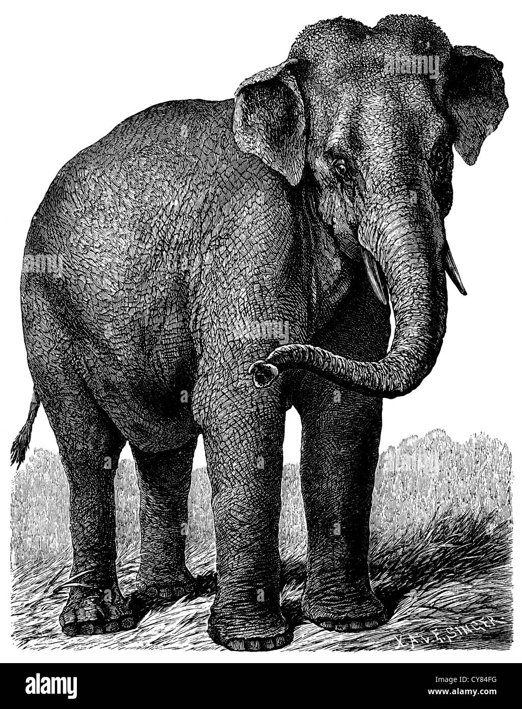 19th century indian elephant hi-res stock photography and images - Alamy