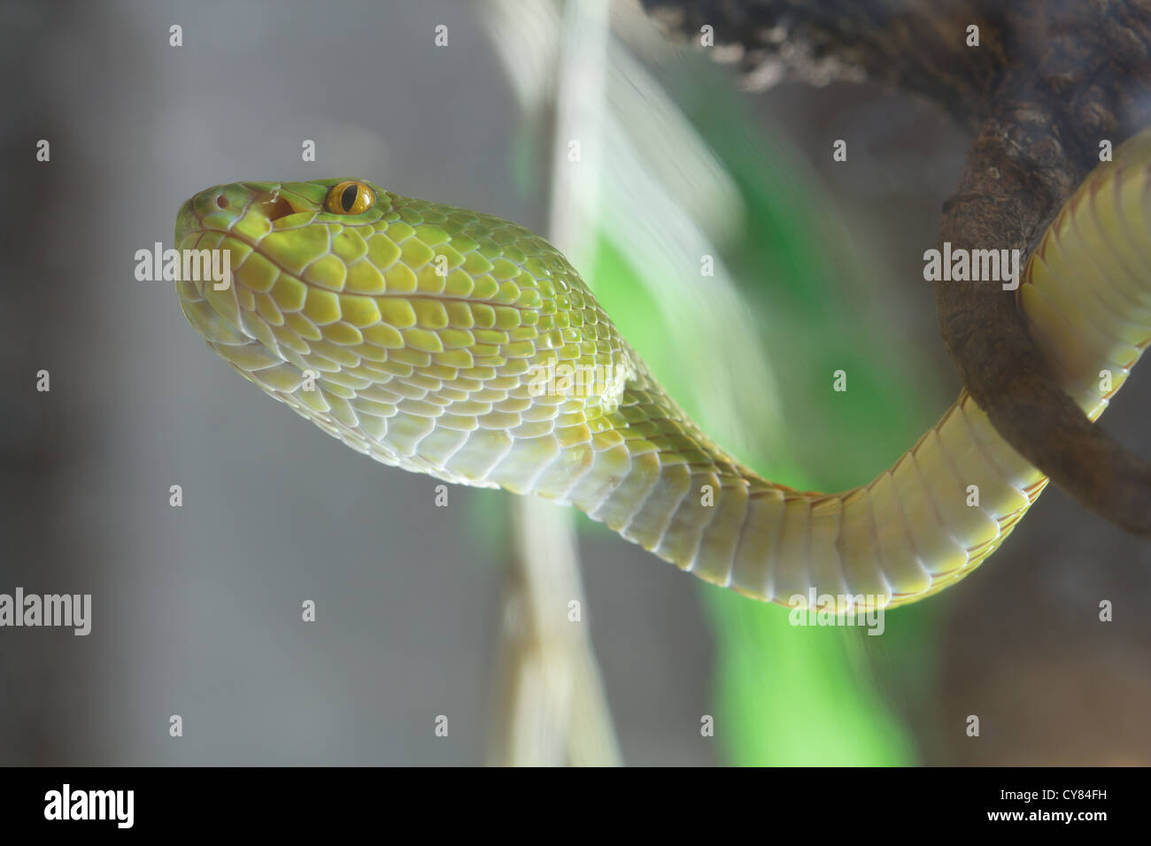 Green tree snake hi-res stock photography and images - Alamy