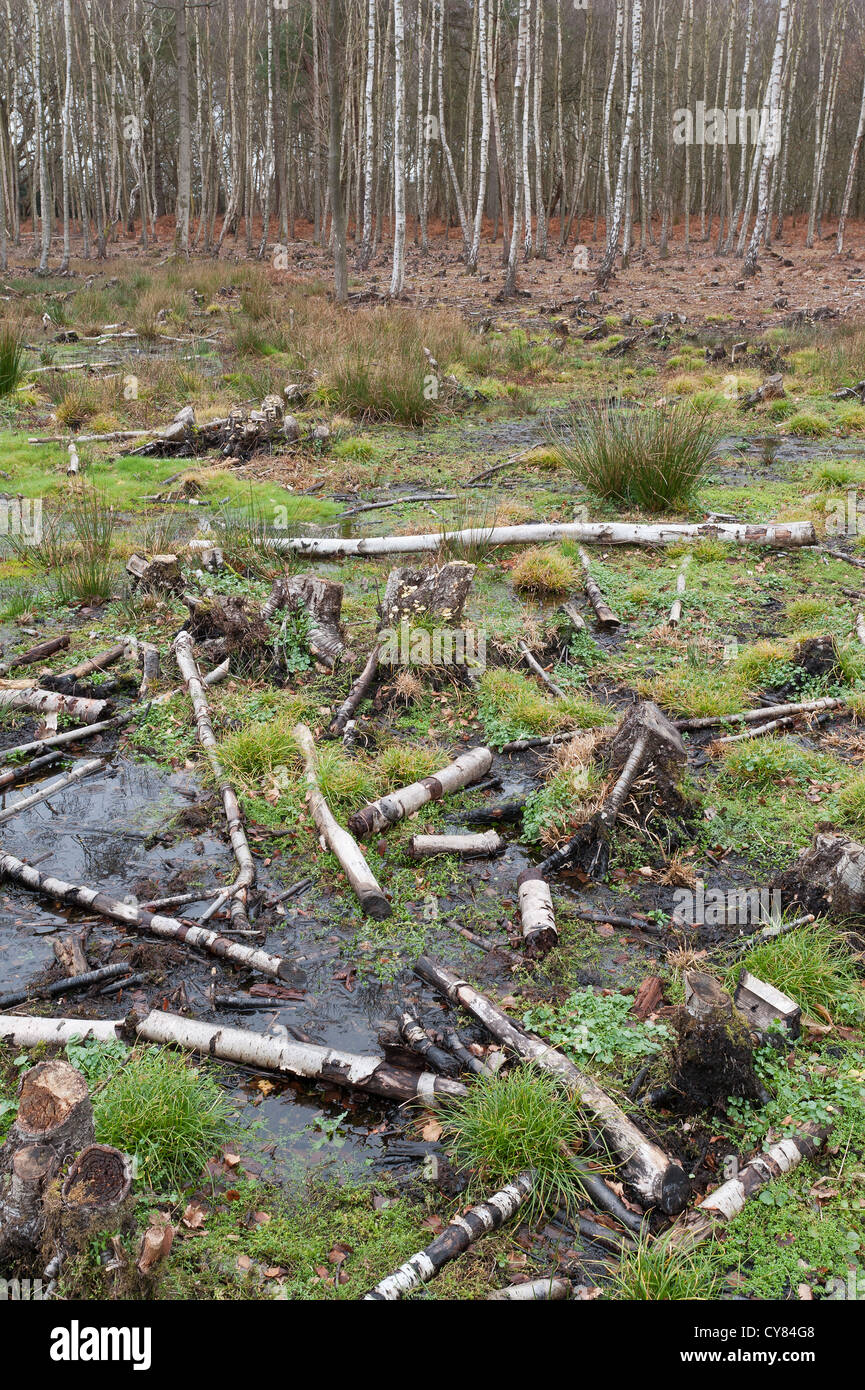 Succession of silver birch trees in densely populated woodland on peat ...