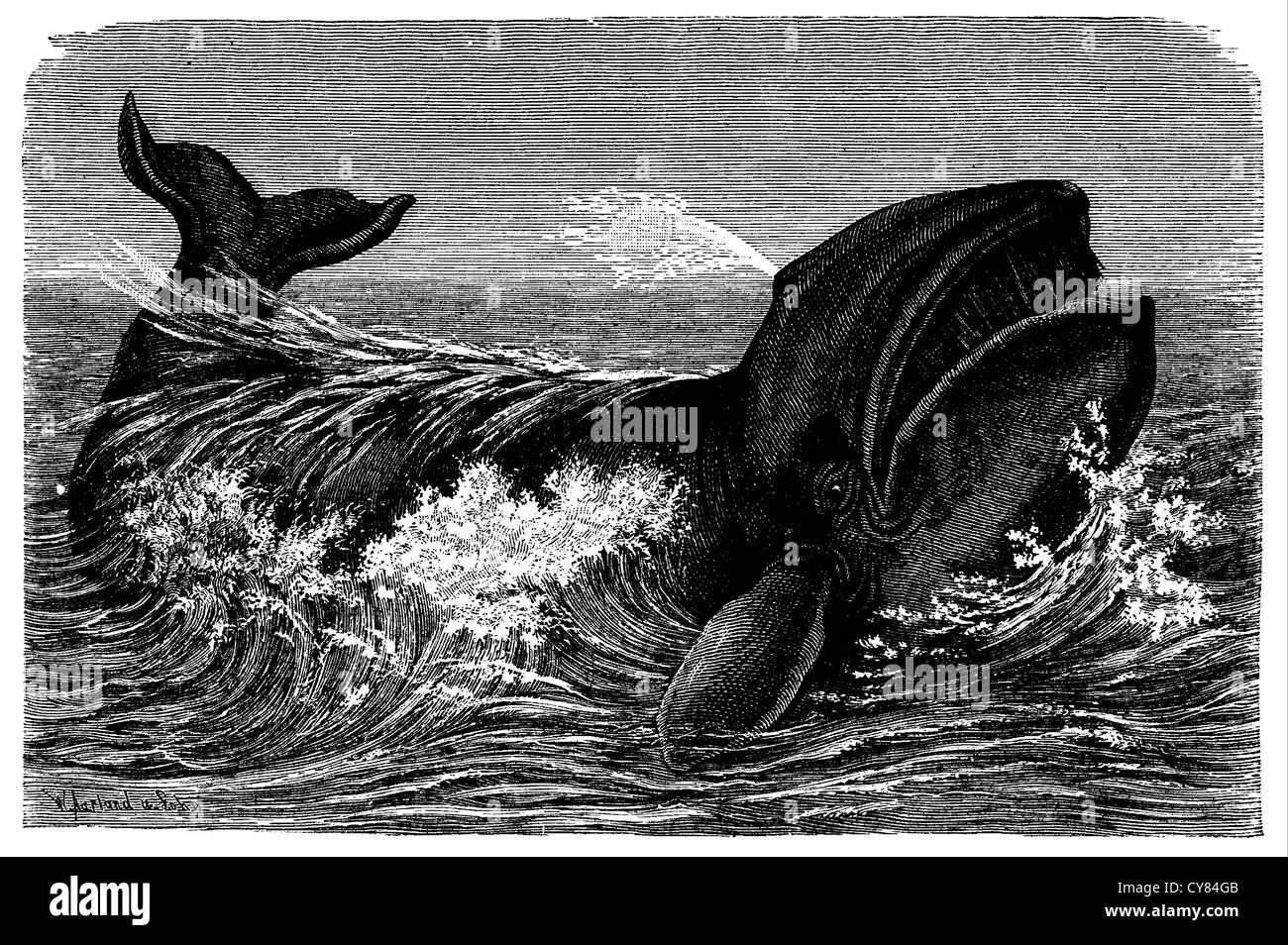 Bowhead whale Black and White Stock Photos & Images - Alamy
