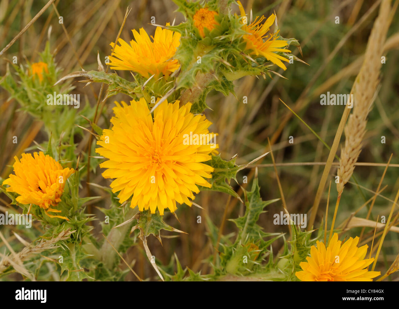 Yellow flowers of Spanish Oyster Plant (Scolymus hispanicus), common ...