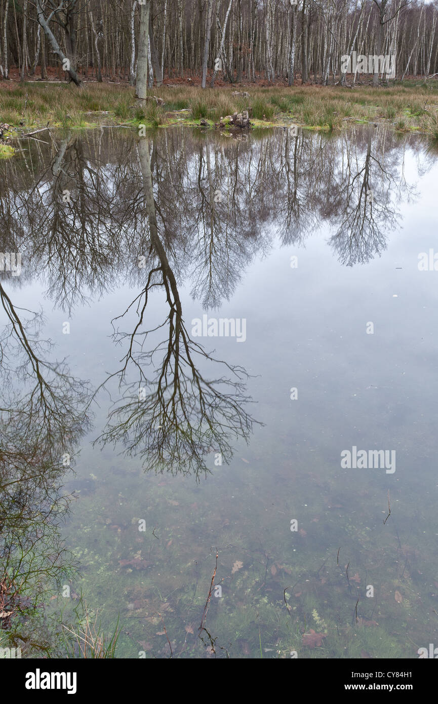 Silver birch seeds hi-res stock photography and images - Alamy