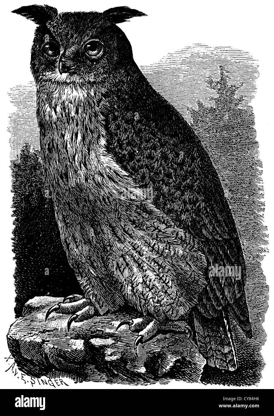 Owl line art drawing hi-res stock photography and images - Alamy