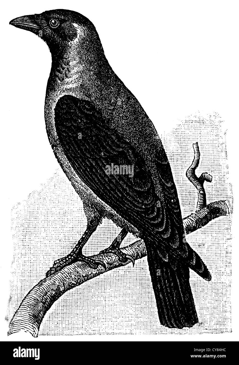 Crow line art hi-res stock photography and images - Alamy