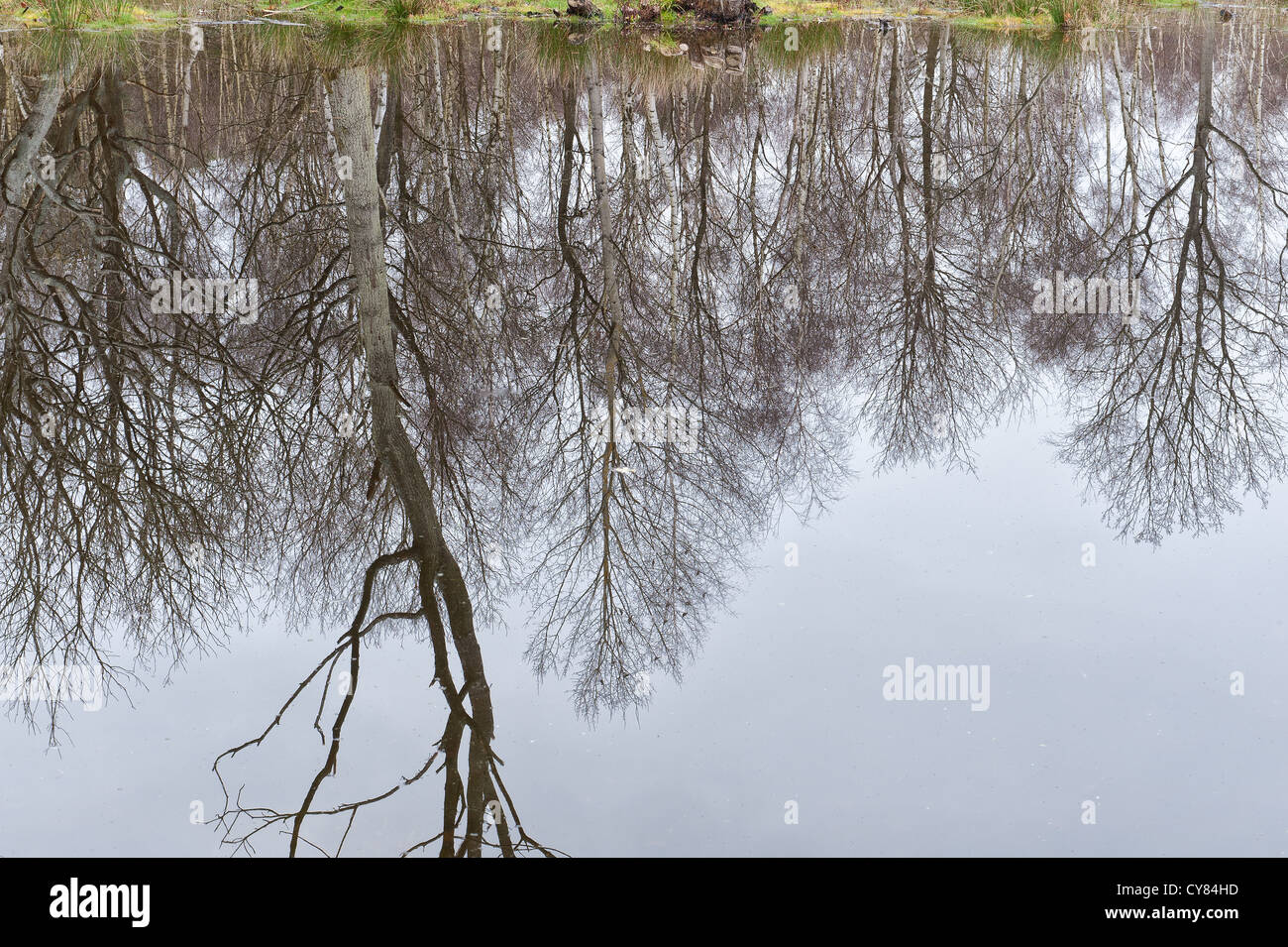 Succession of silver birch trees in densely populated woodland on peat ...