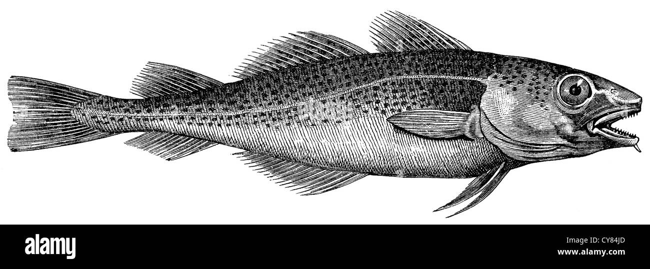 Fische tier Black and White Stock Photos & Images - Alamy