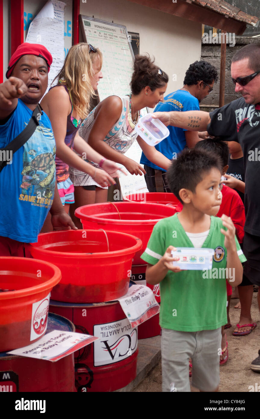 The Bali Sea Turtle Society (BSTS) releases Olive ridley hatchlings on ...
