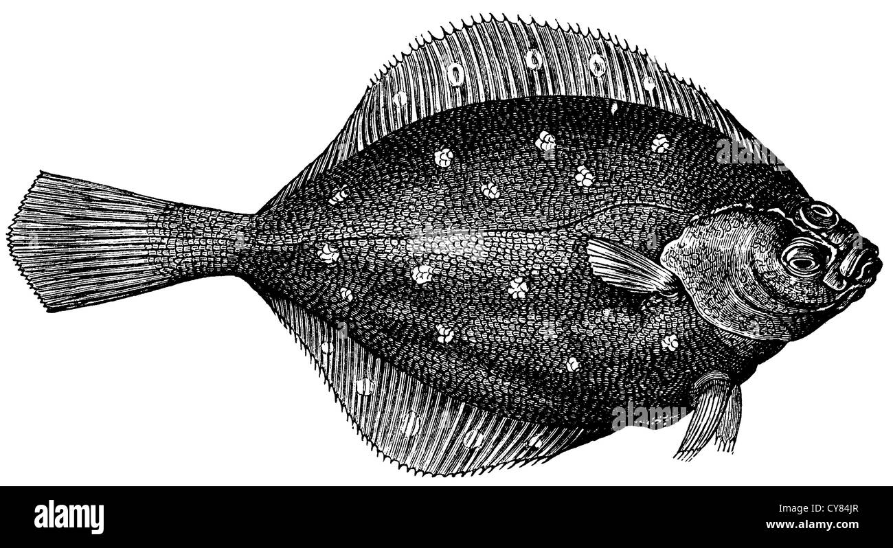 Fische tier Black and White Stock Photos & Images - Alamy