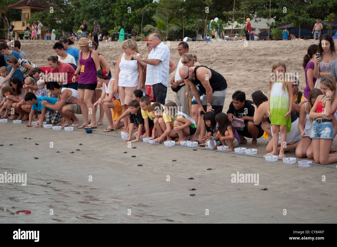The Bali Sea Turtle Society (BSTS) releases Olive ridley hatchlings on ...