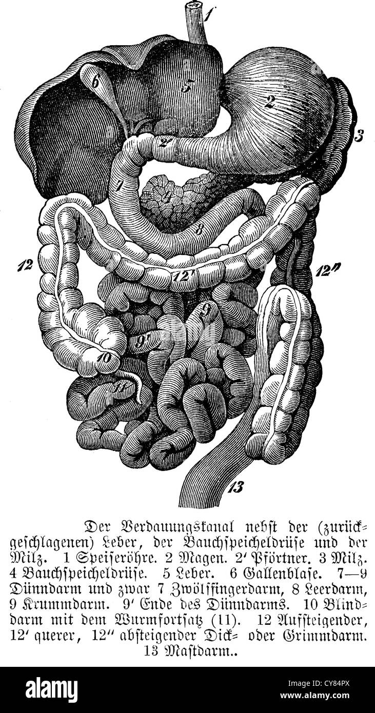 Humans: the digestive tract Stock Photo - Alamy